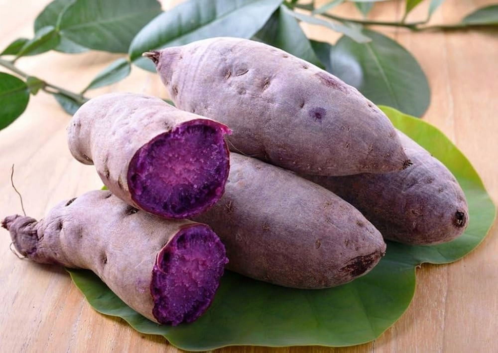 Pack 10 Purple Sweet Potato Slips, 3-5 Inch, Well Rooted Starter Plants ...
