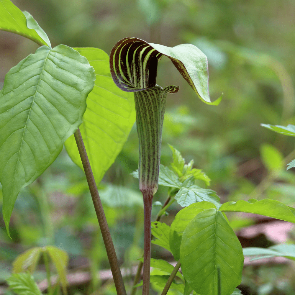 Pack 10 of Jack in The Pulpit Bulbs, Dormant Bulbs, Pulpit Tubers ...