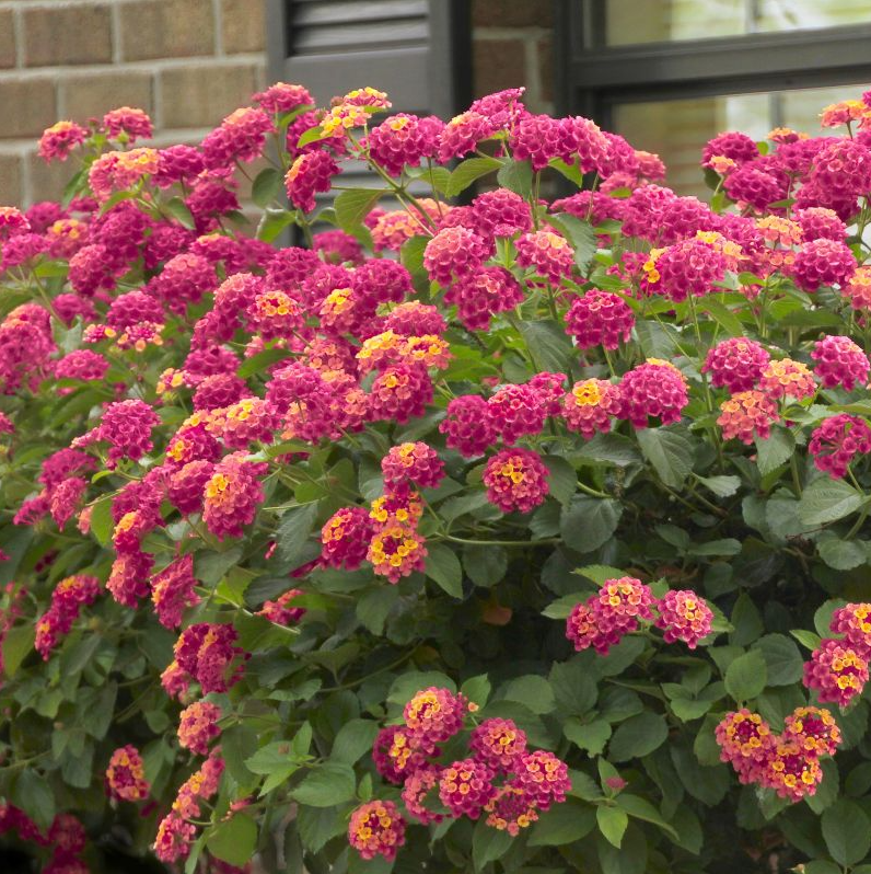 Pack 2 Athens Rose Lantana Plants Live Lantana Camara Seedings Bicolor ...