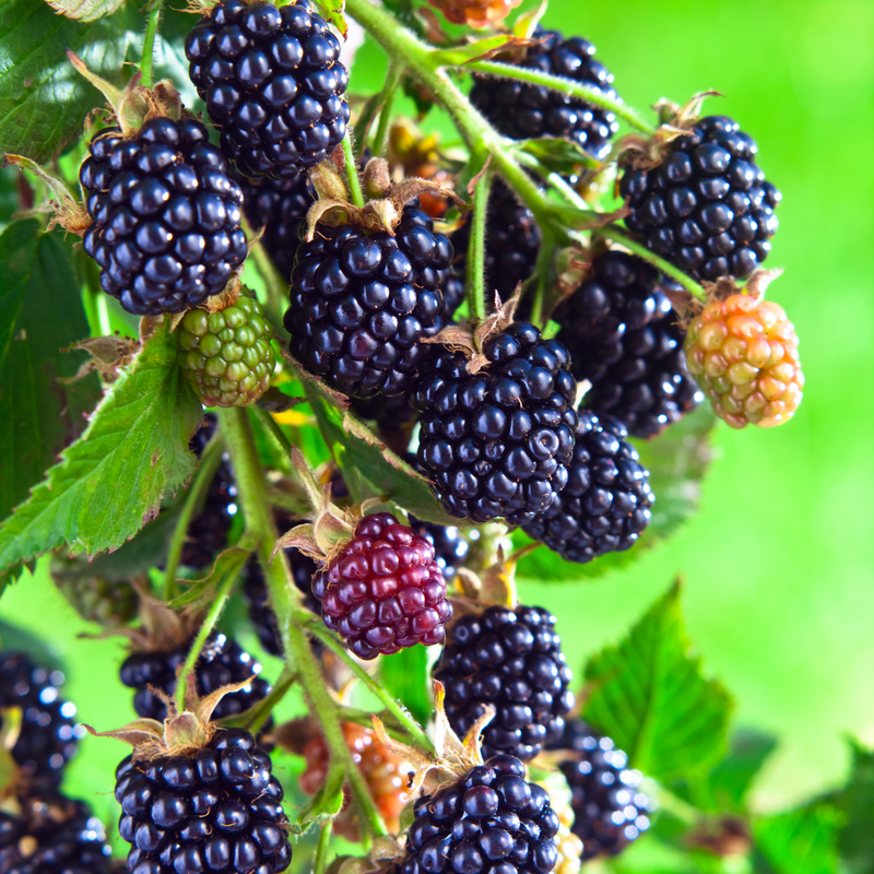 Pack 2 Blackberry Plants Live, 4-8 Inch Tall, Ponca Blackberries Fully ...