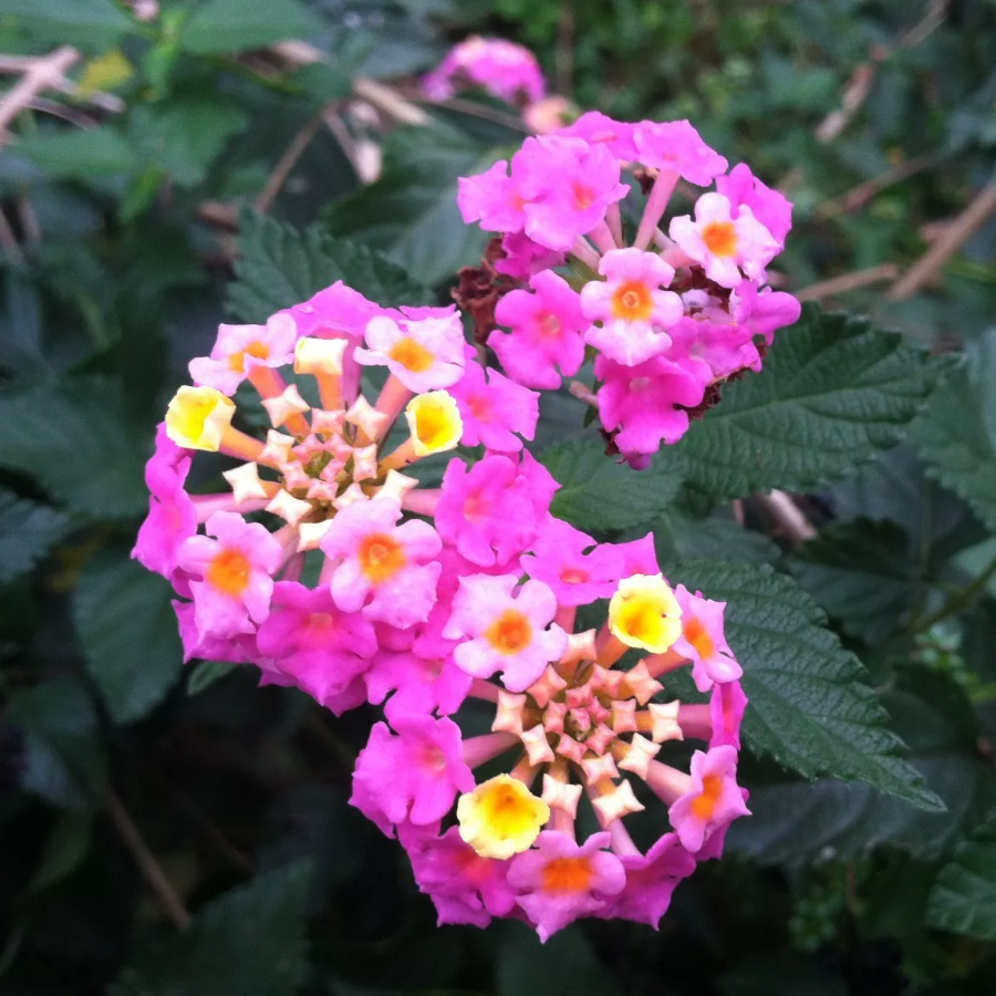 Pack 2 Carlos Lantana Plants Live Lantana Camara Seedings Bicolor ...