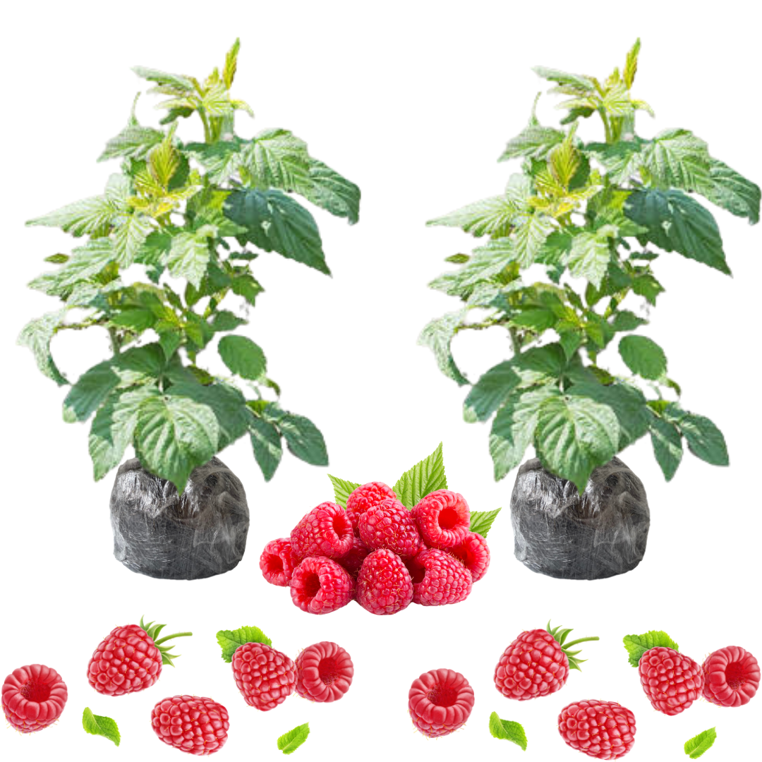 Pack 2 Caroline Raspberry Plants Live, 5-9” Tall, Sweet Red Raspberry ...