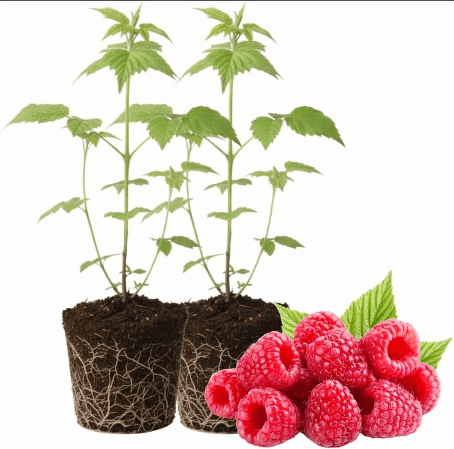 Pack of 2 Caroline Red Raspberry Live Starter Plant for Planting ...
