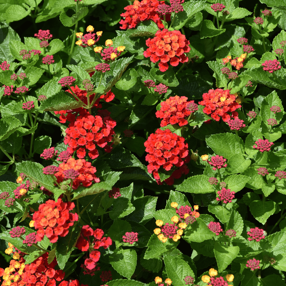 Pack 2 Dallas Red Lantana Plants Live Lantana Camara Seedings Bicolor ...