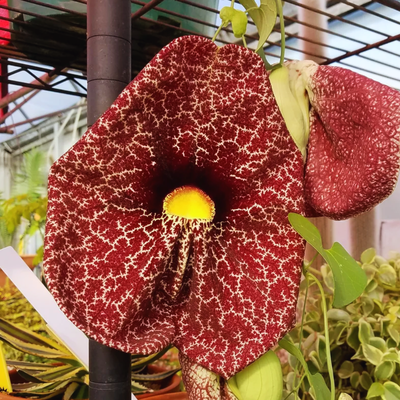Pack 2 Dutchman’s Pipe Climbing Vine Plants Live, Dormant Tropical ...