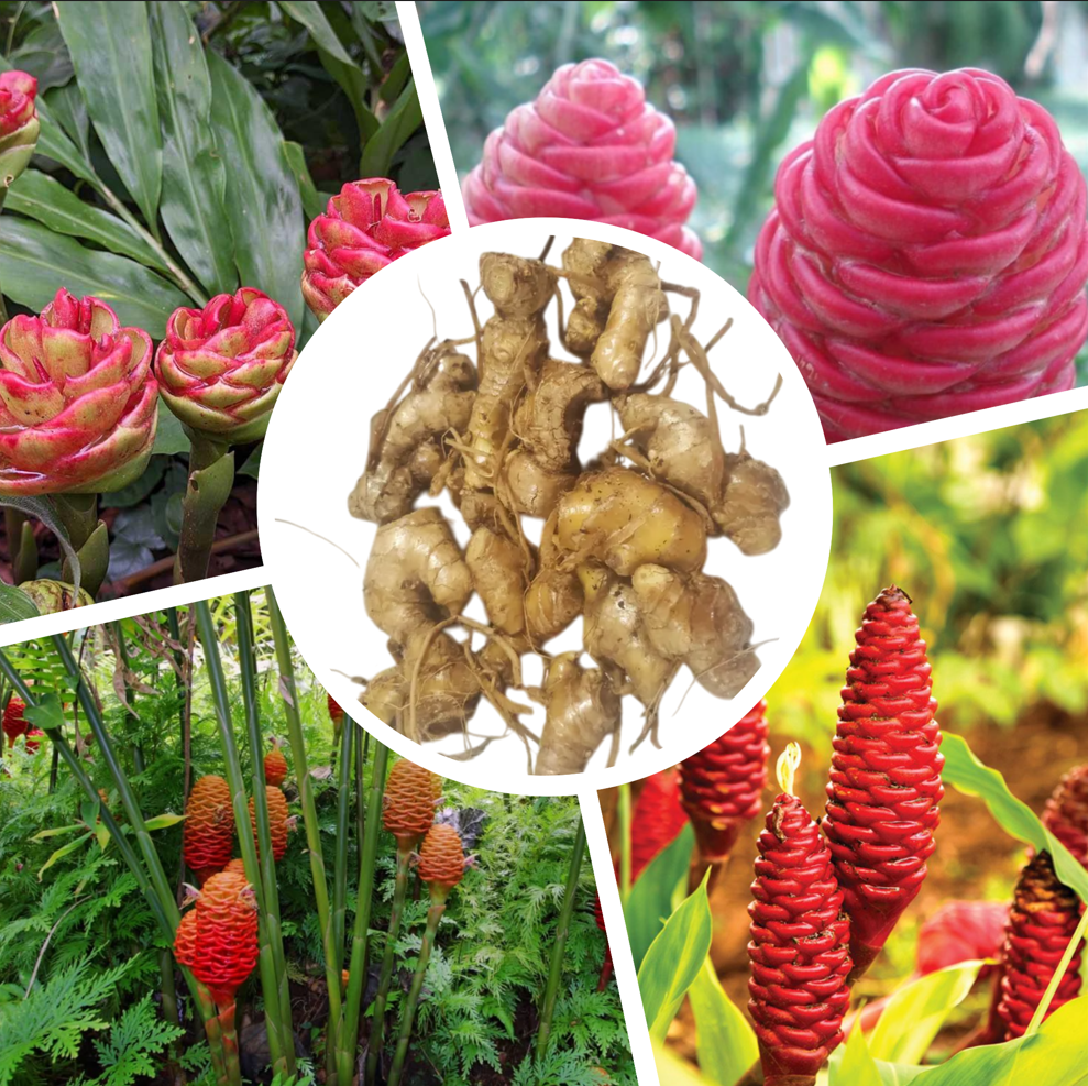 Pack 2 Ginger Shampoo Live Rhizomes, Pinecone Ginger Awapuhi Shampoo ...