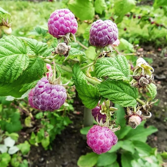 Pack 2 Glencoe Thornless Raspberry Plants Purple Raspberries Bush Sweet ...