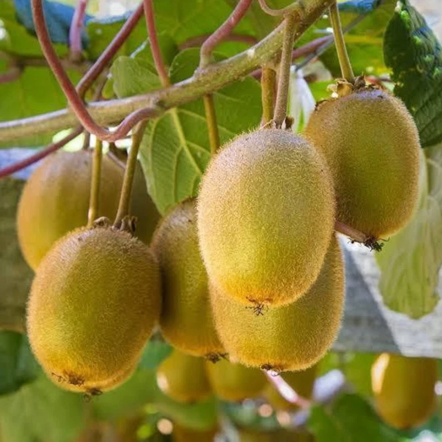 Pack 2 Kiwi Prolific Live Plants Hardy Kiwi Tree Actinidia Arguta ...