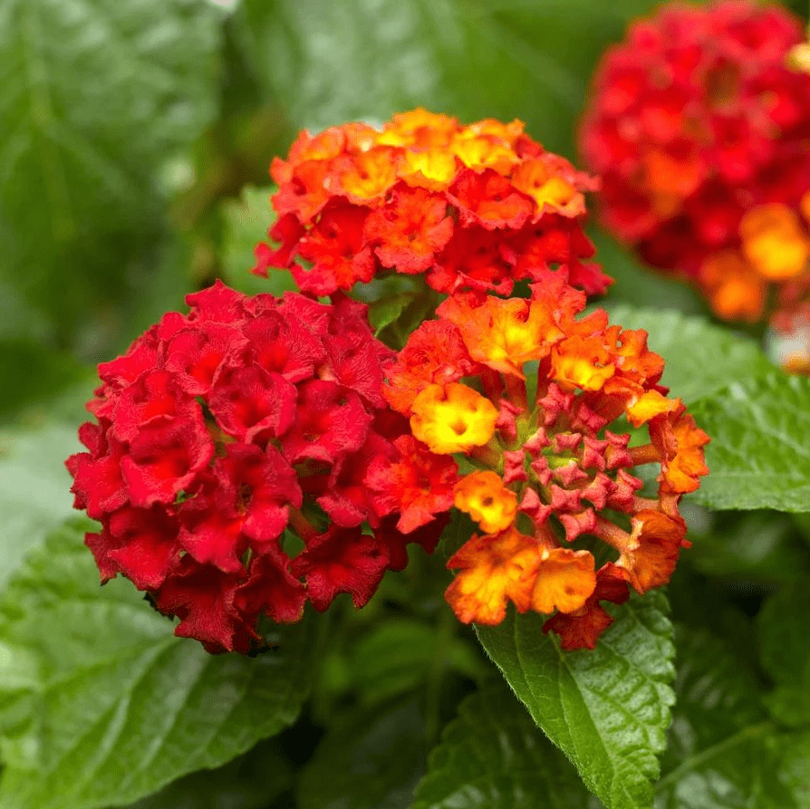 Pack of 2 Lantana Salsa Live Starter Plants, Lantana Camara Red Lantana ...