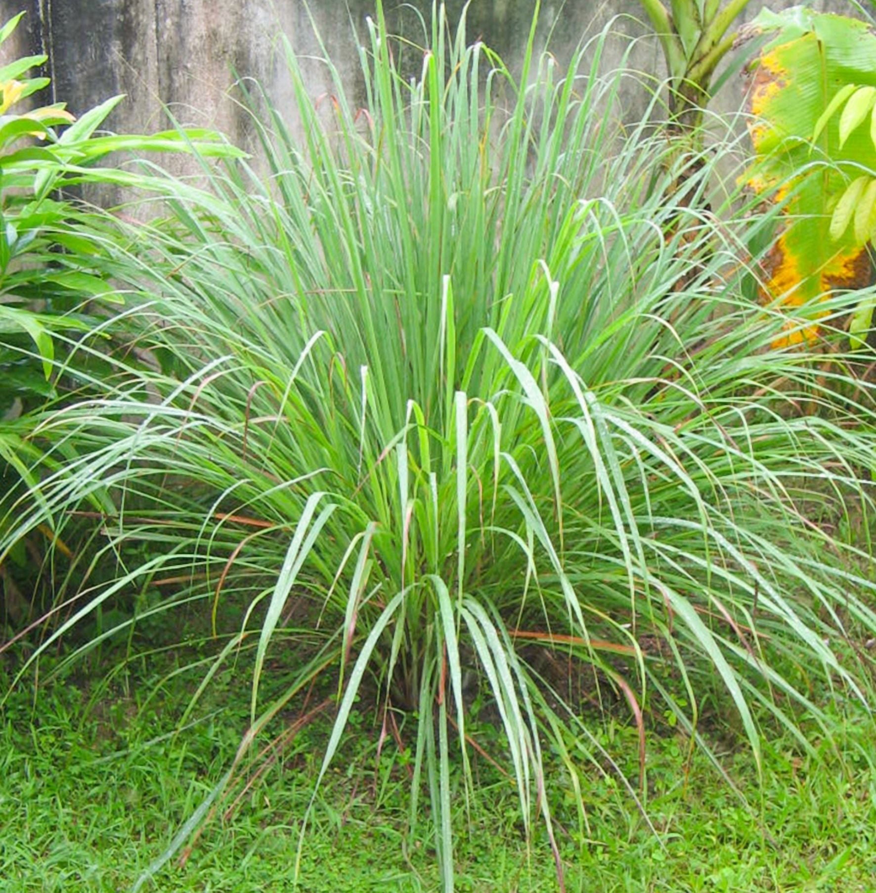 Pack 2 Lemongrass Plants Well Rooteds Lemon Grass Herbs Cymbopogon ...