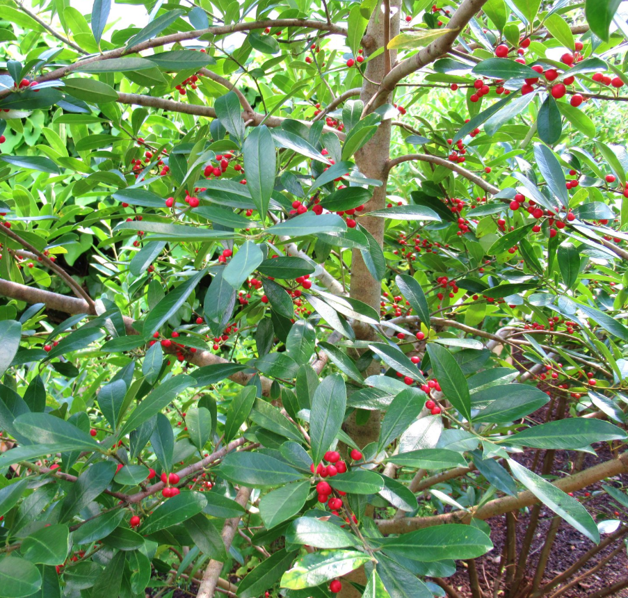 Pack 2 Live Yerba Mate Plants for Planting, Ilex Paraguariensis Tea ...