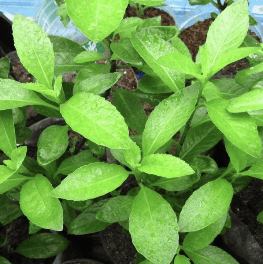 Pack 2 Longevity Spinach Live Plants Gynura Procumben Seedlings ...