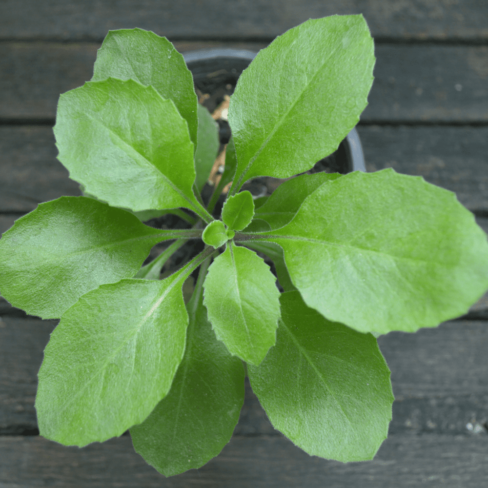 Pack 2 Longevity Spinach Plants, Longevity Spinach Herb Plants Live, 4 ...