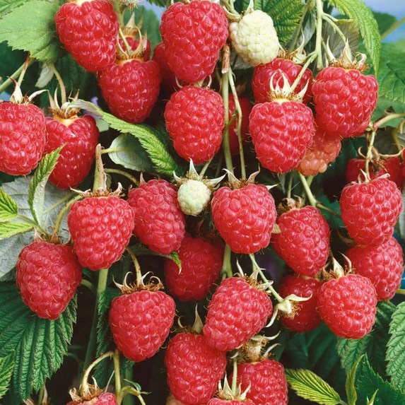 Pack 2 Nantahala Thornless Raspberry Plants Red Raspberries Bush Sweet ...