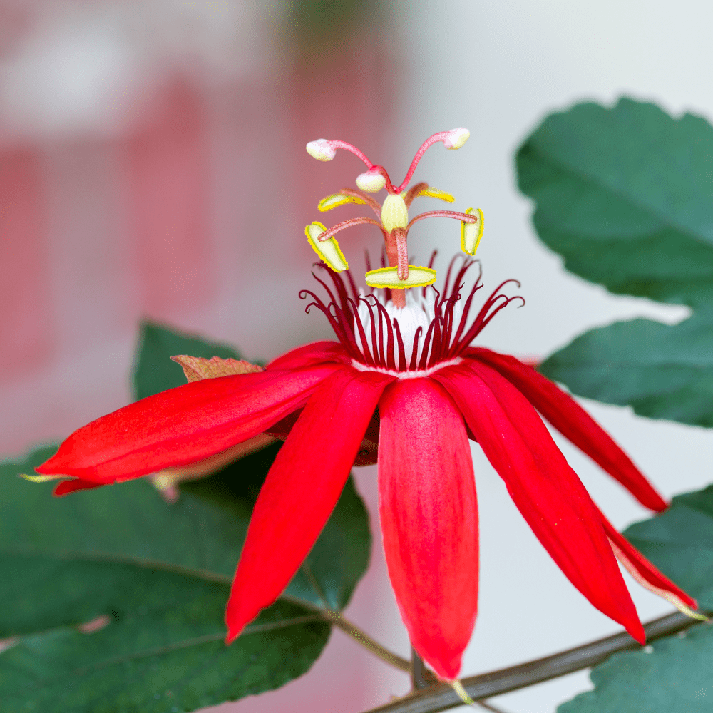 Pack 2 Passion Flower Plants, Red Passiflora Vine Flowering Plant 3 to ...