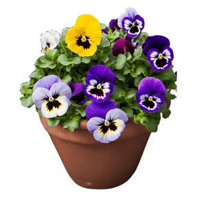 Pansies in Annuals - Walmart.com