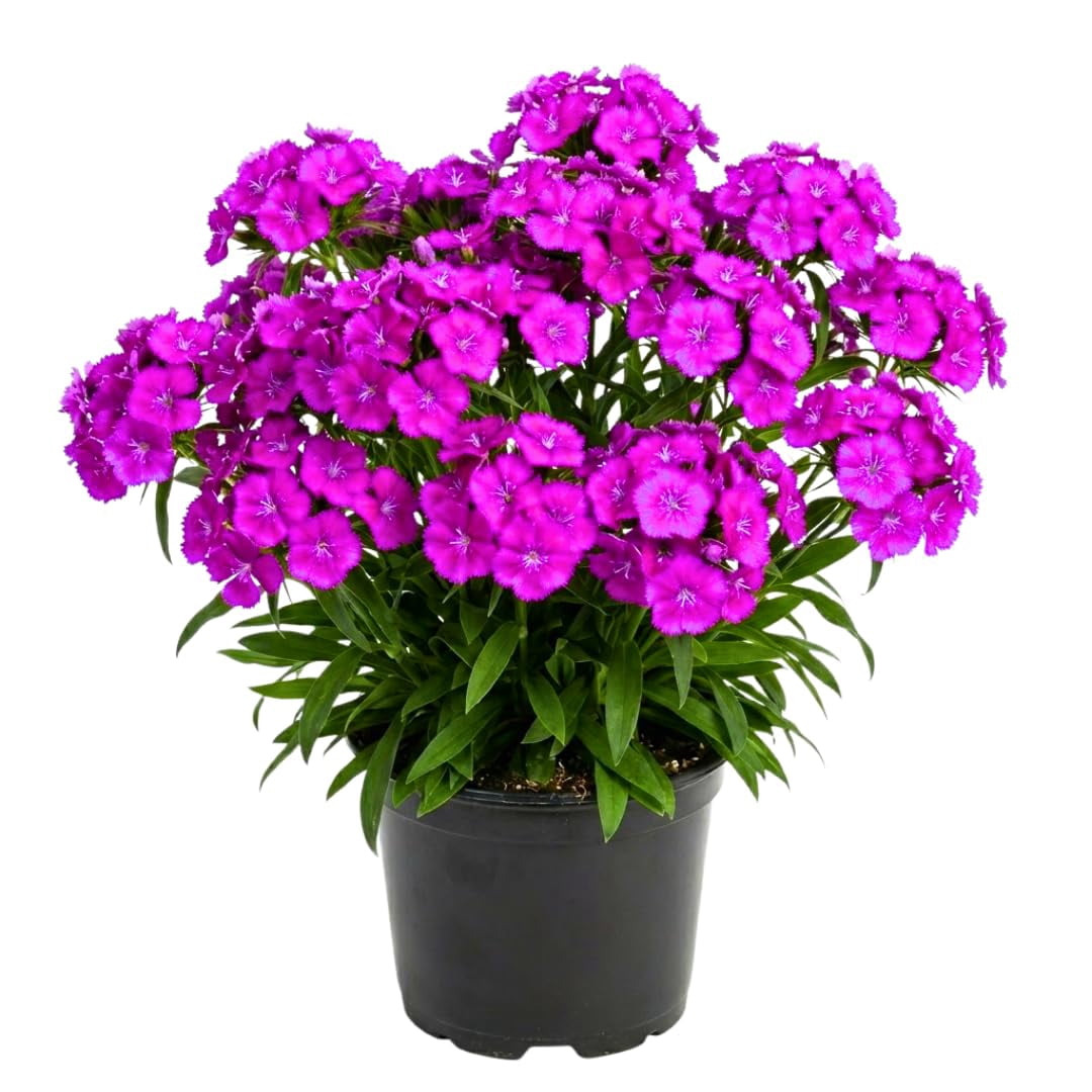 Pack 2 Purple Pink Dianthus Live Plant, Pink Carnation Flower in Pot ...