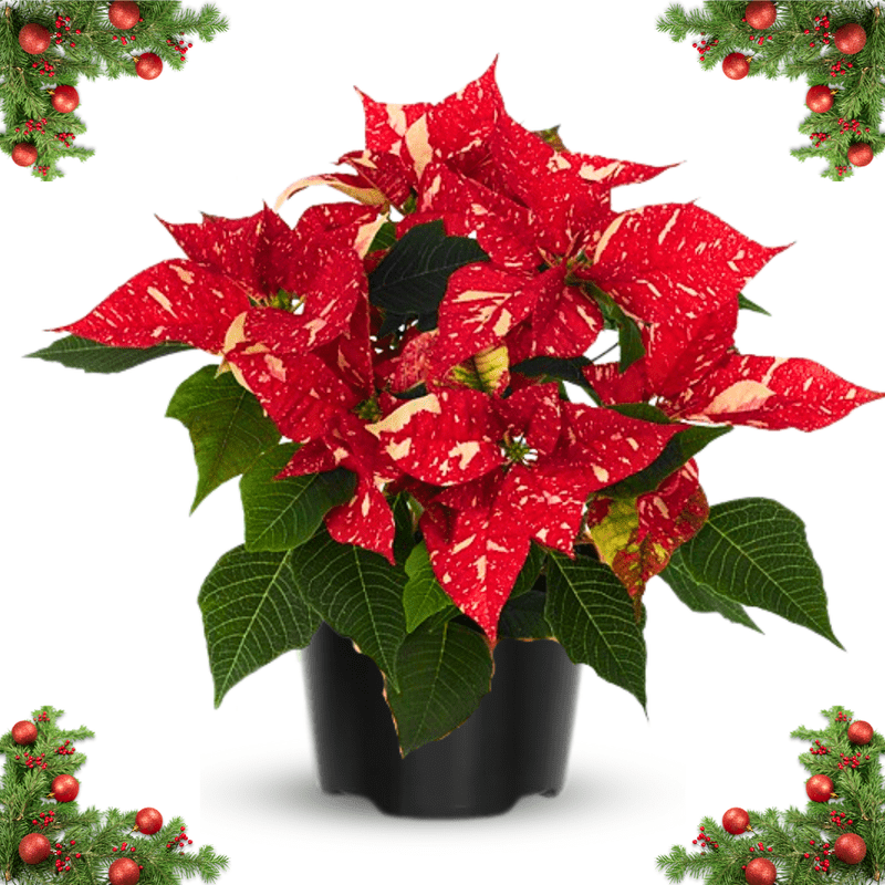 Pack 2 Red Rare Poinsettia Flower, Christmas Poinsettia Plant Live 4 ...