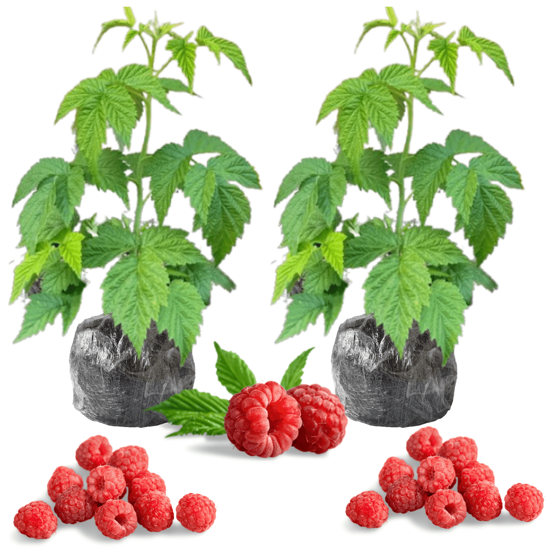 Pack 2 Red Raspberry Plants Live, 5-9” Tall, Sweet Raspberry Bush ...