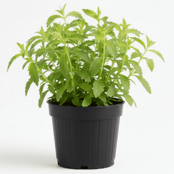Pack 2 Stevia Live Herbs, Stevia Sweet Herb for Growing, Heirloom ...