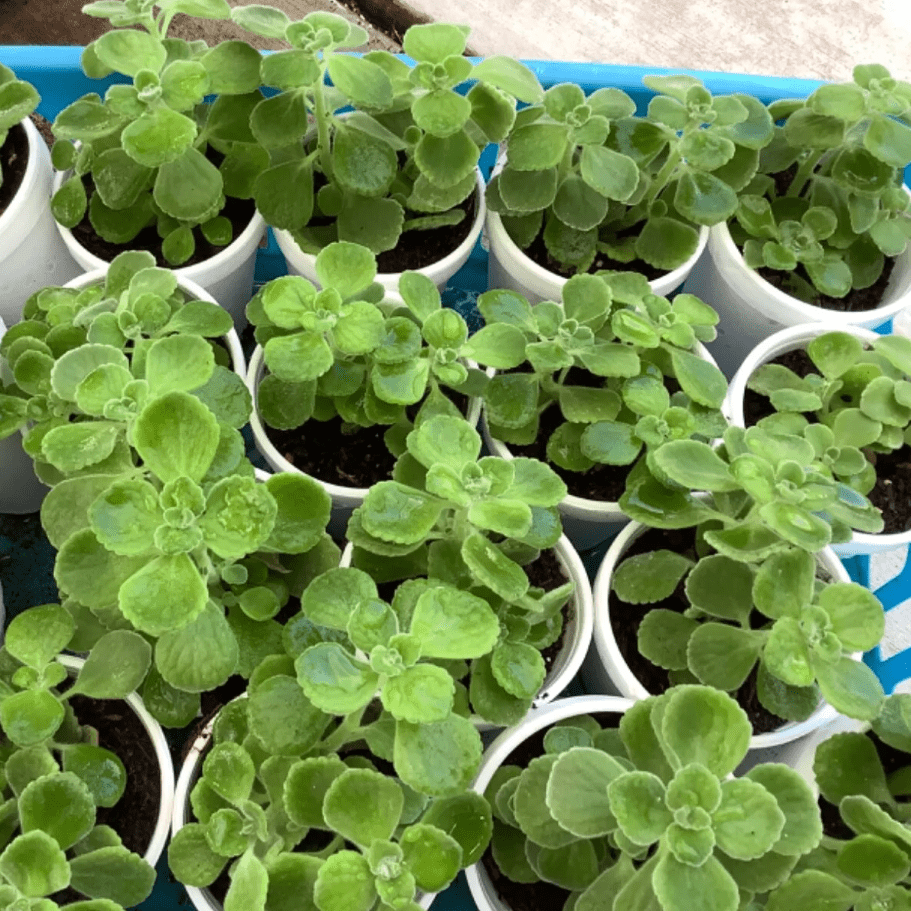 Pack 2 Vicks Plants Plectranthus Tomentosa Plant 4-6 Inch Tall ...