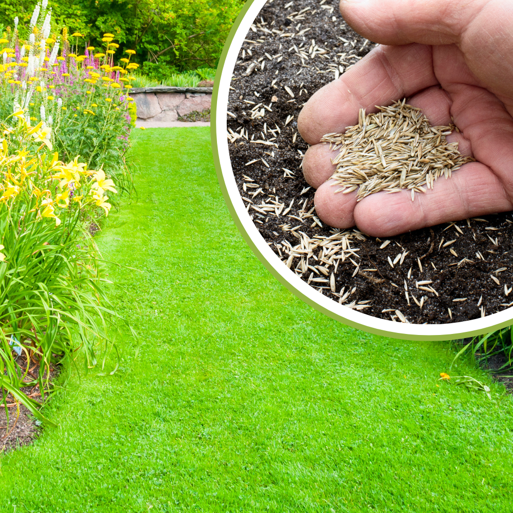 Pack 20000 Emerald Zoysia Grass Seed, Zoysia Grass Seeds Lawngrass for ...