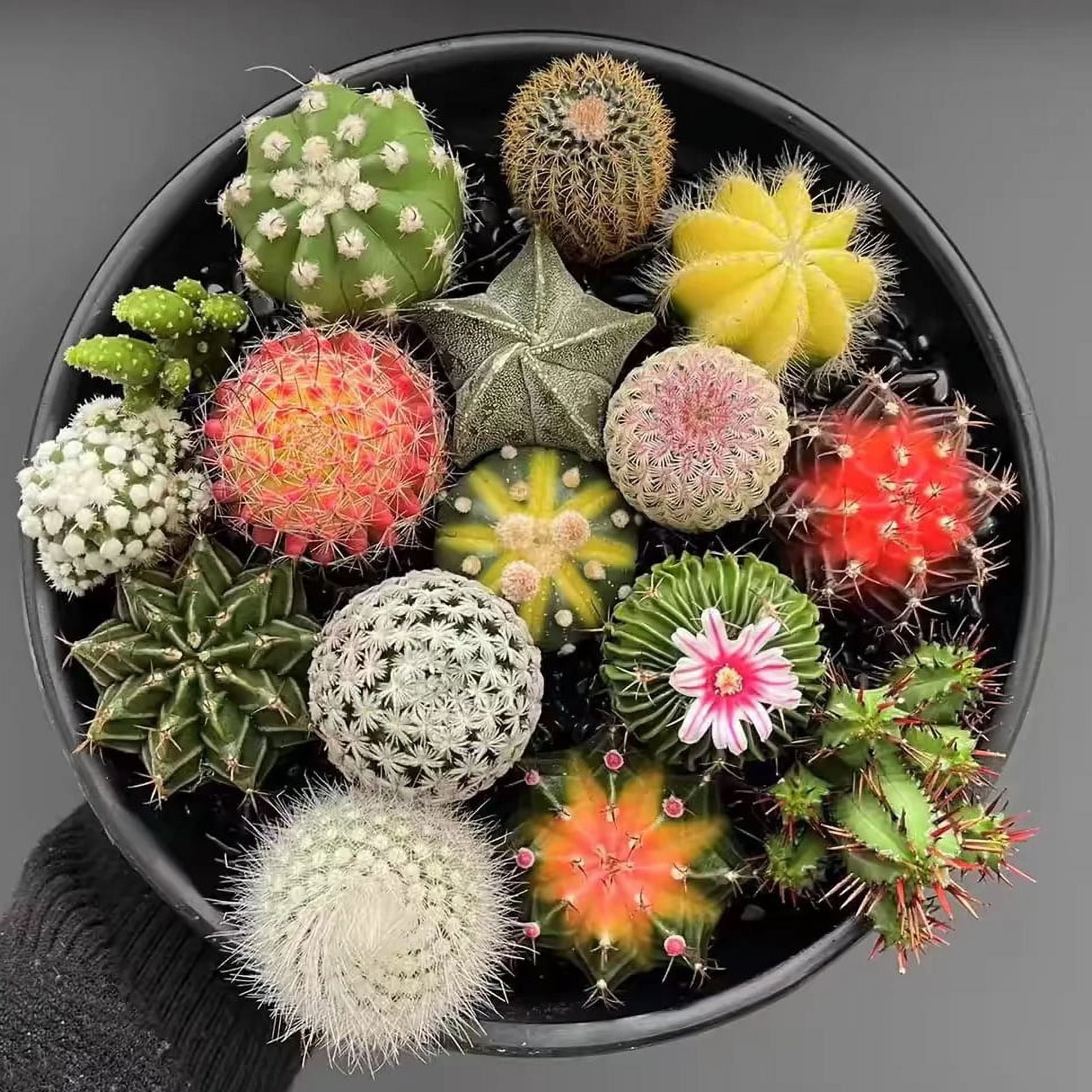 Pack of 3 Assorted Cactus Pack Bareroot Shipping Non-Repeated Varieties ...