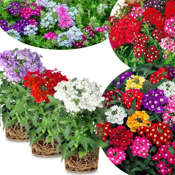 Good Plants Ground Cover