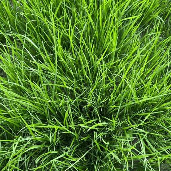 Pack 3000 Emerald Zoysia Grass Seeds, Dense Green Zoysia Grass Seeds ...