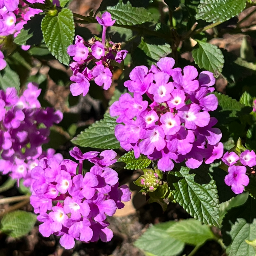 Pack 4 Purple Lantana Plants Live For Planting, Lantana Live Plants 4-9 ...