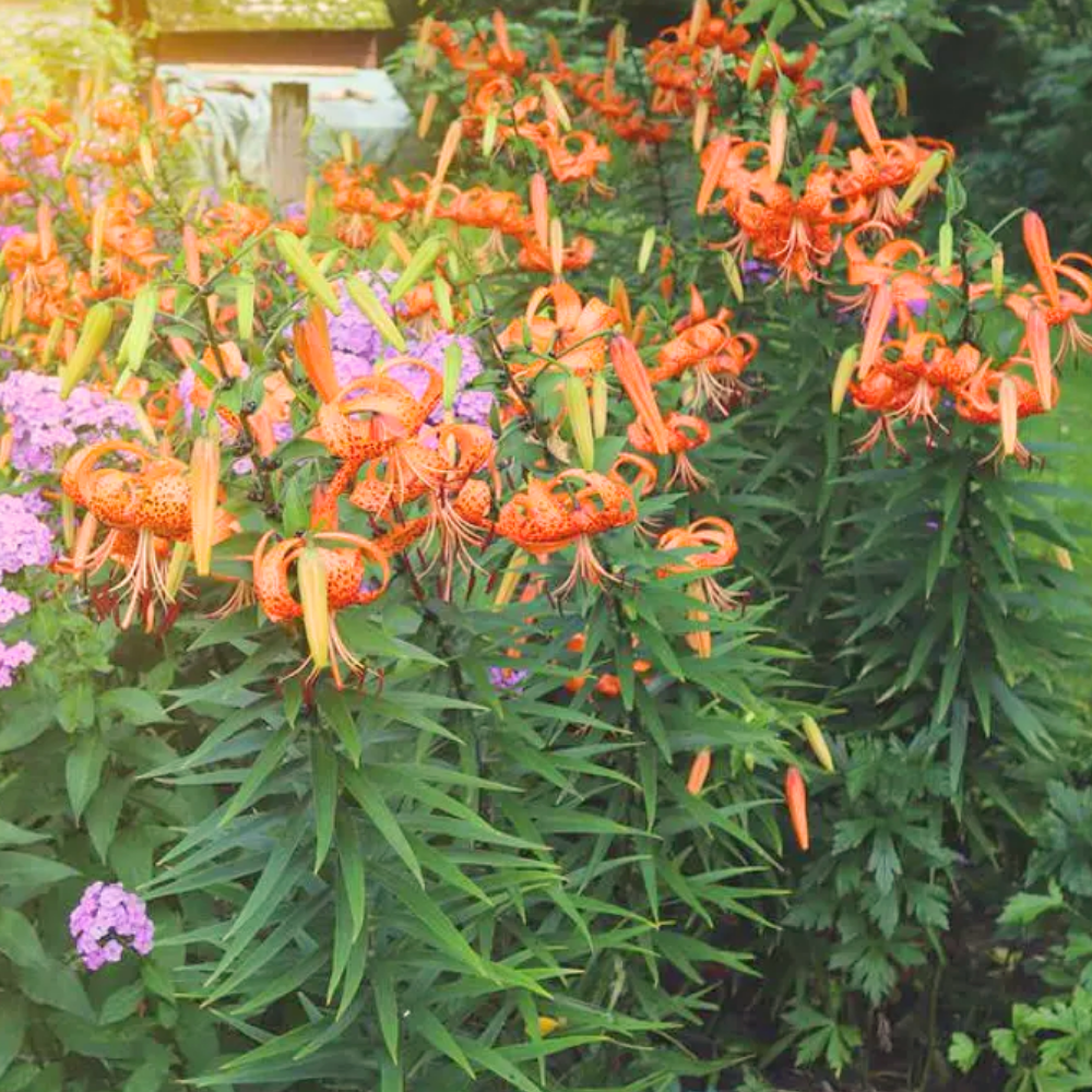 Pack 5 Bulbs of Turk's Cap Lily, Dormant Orange Lily Flower Bulbs ...