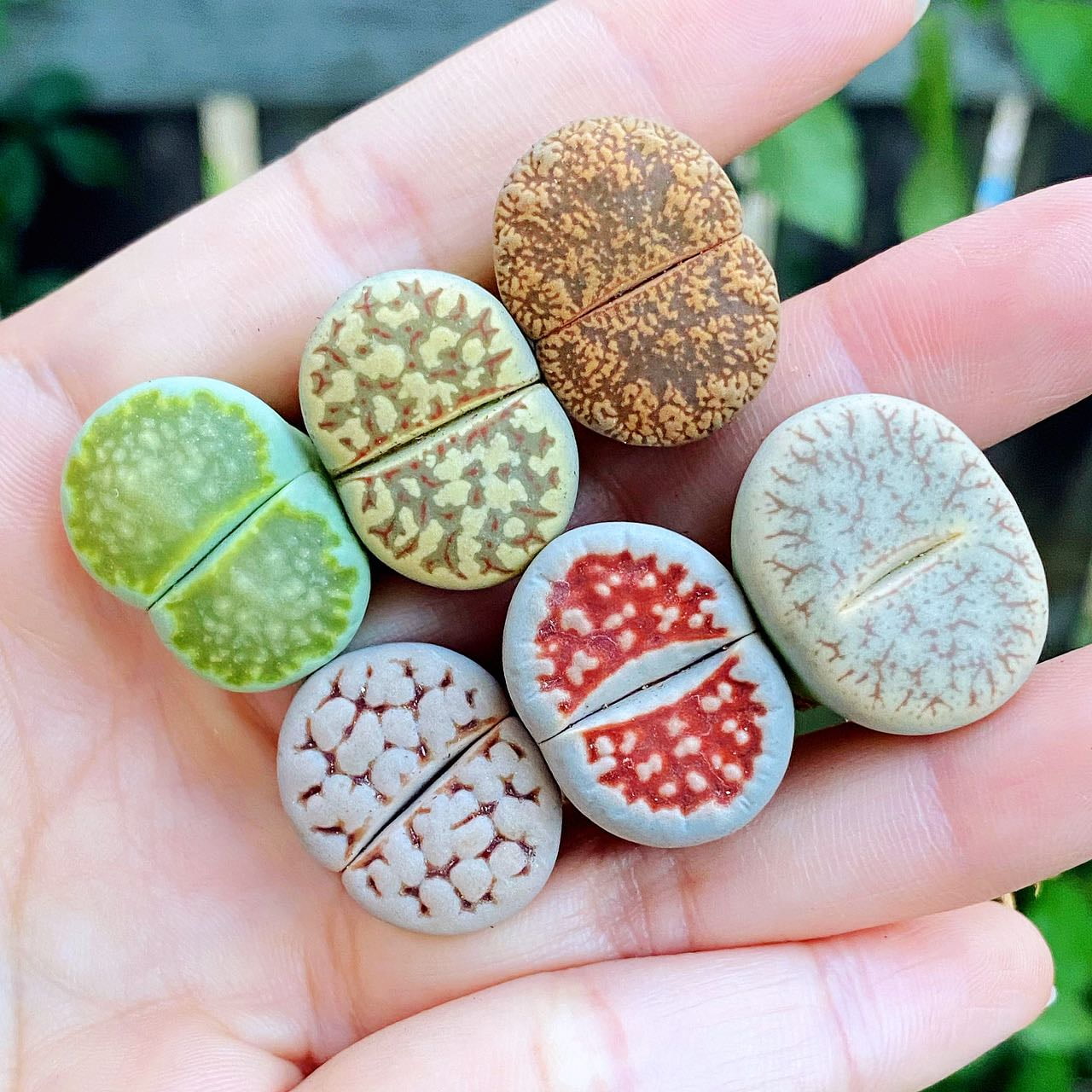 Pack of 5 Large Lithops Living Stones (0.6-0.8") | Bareroot Shipping ...