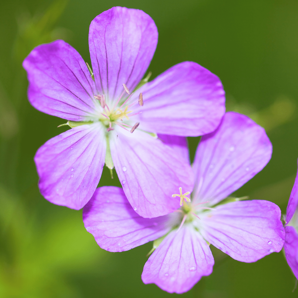 Pack 5 Wild Weigela Roots Live, Dormant Purple Flowers, Geranium ...