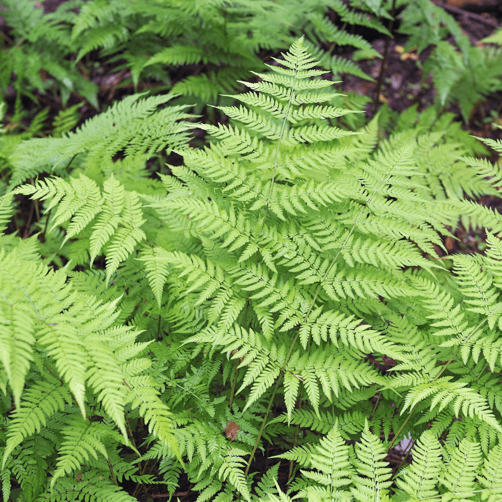 Pack 5 of Dormant Lady Ferns Rhizomes Live Plants, Athyrium Filix ...
