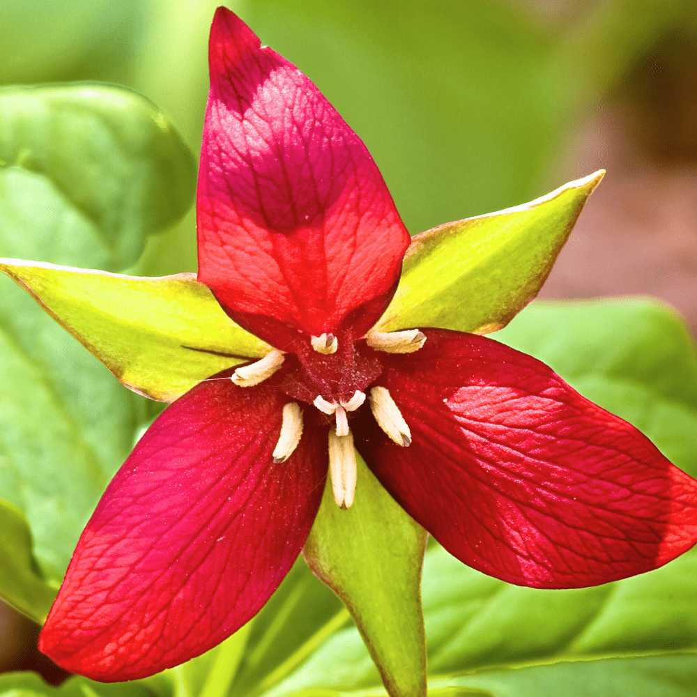 Pack 5 of Dormant Red Trillium, Wood Lily Bulbs, Trillium Erectum ...