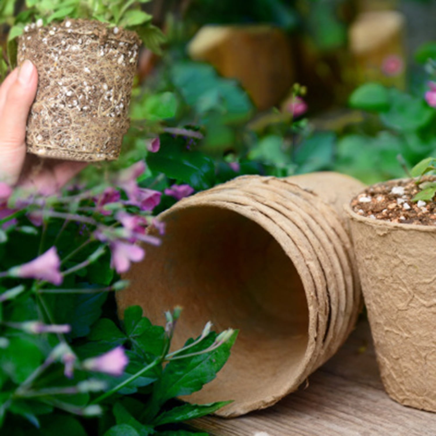 Pack of 50 High-quality Eco-friendly Biodegradable Round 6cm Peat Pots ...