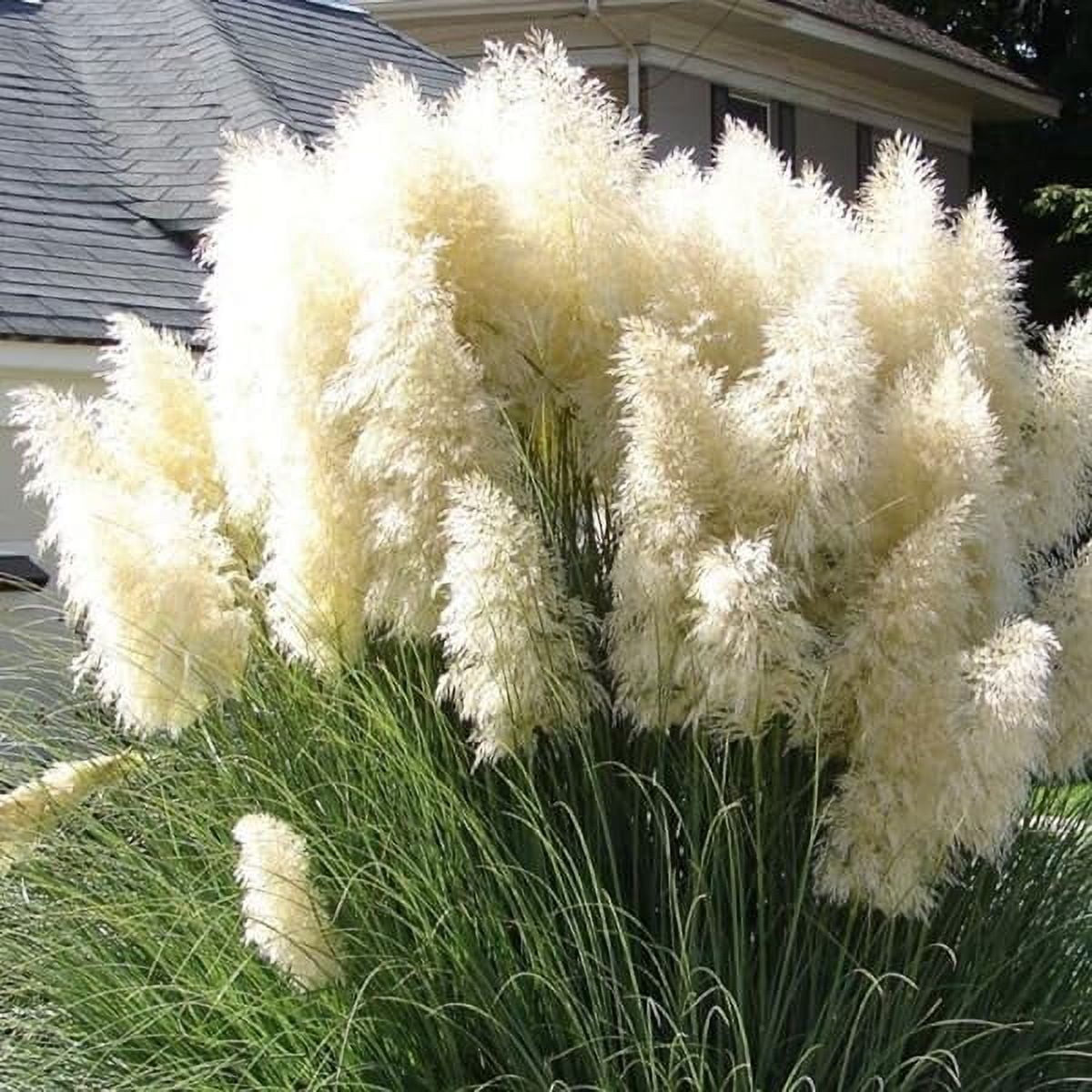 Pack 6 White Pampas Grass Plants Live for Planting, Pampas Grass Clumps ...