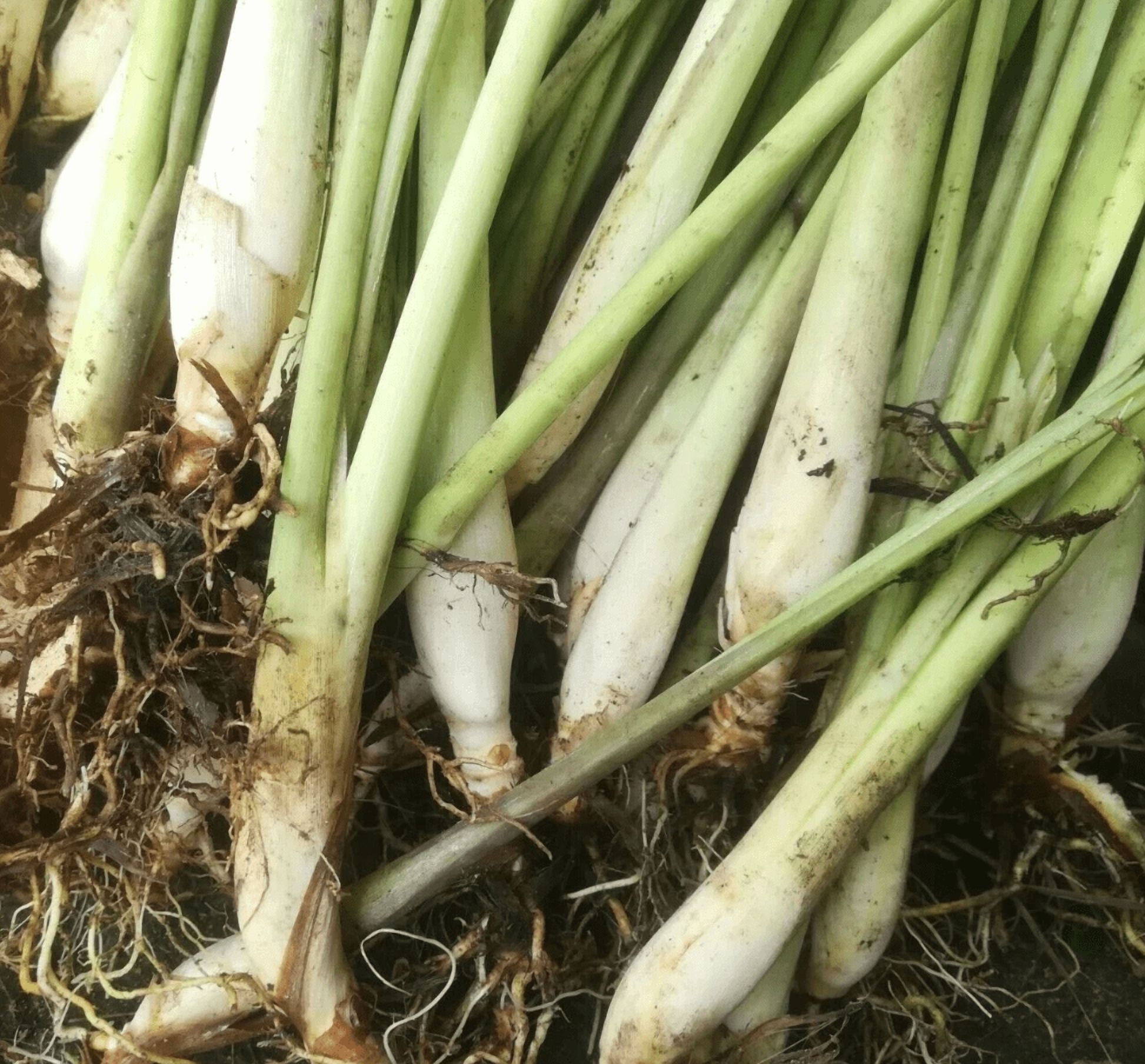 Pack 8 Lemongrass Plants Well Rooteds Lemon Grass Herbs Cymbopogon ...