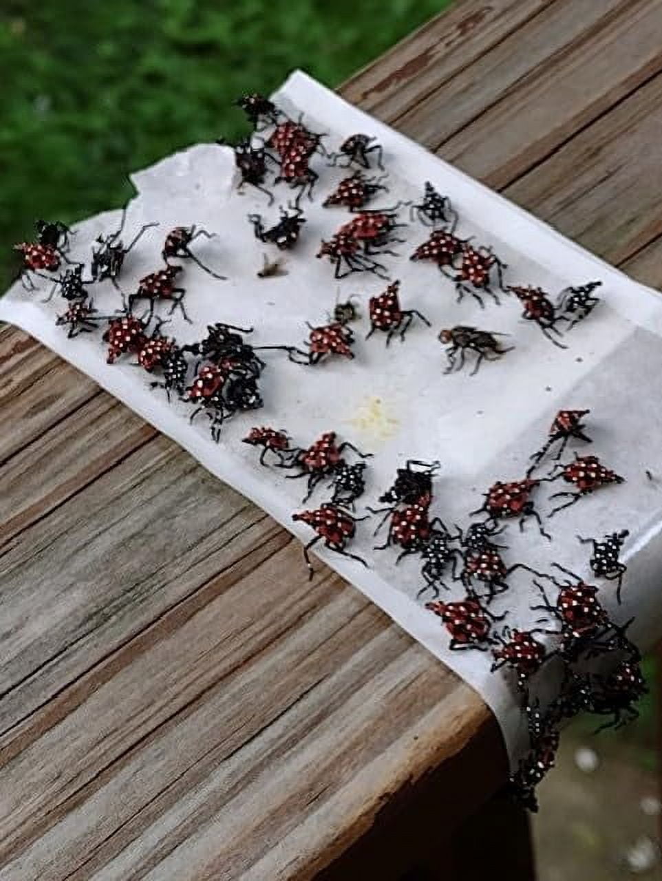 Pack of 15 Spotted Lanternfly, Canker Worm Sticky Tree Banding 7 inch ...