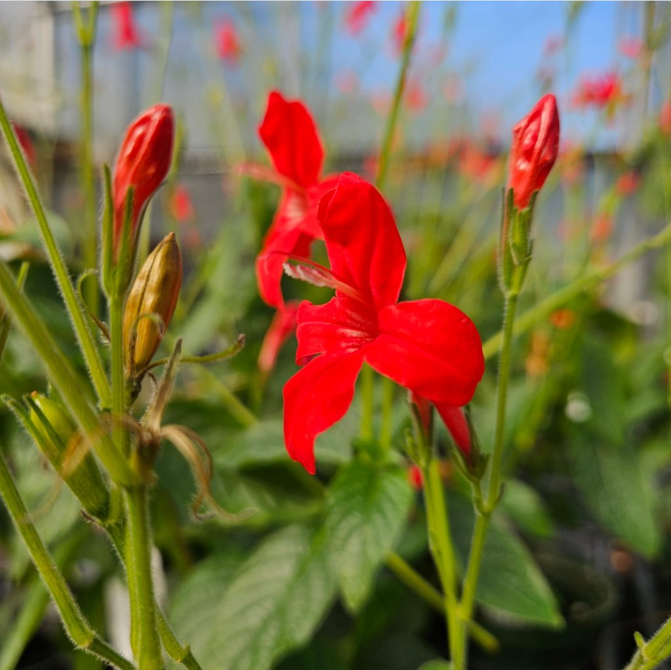 Pack of 2 Brazilian Red Ruellia Live Starter Plants for Planting ...