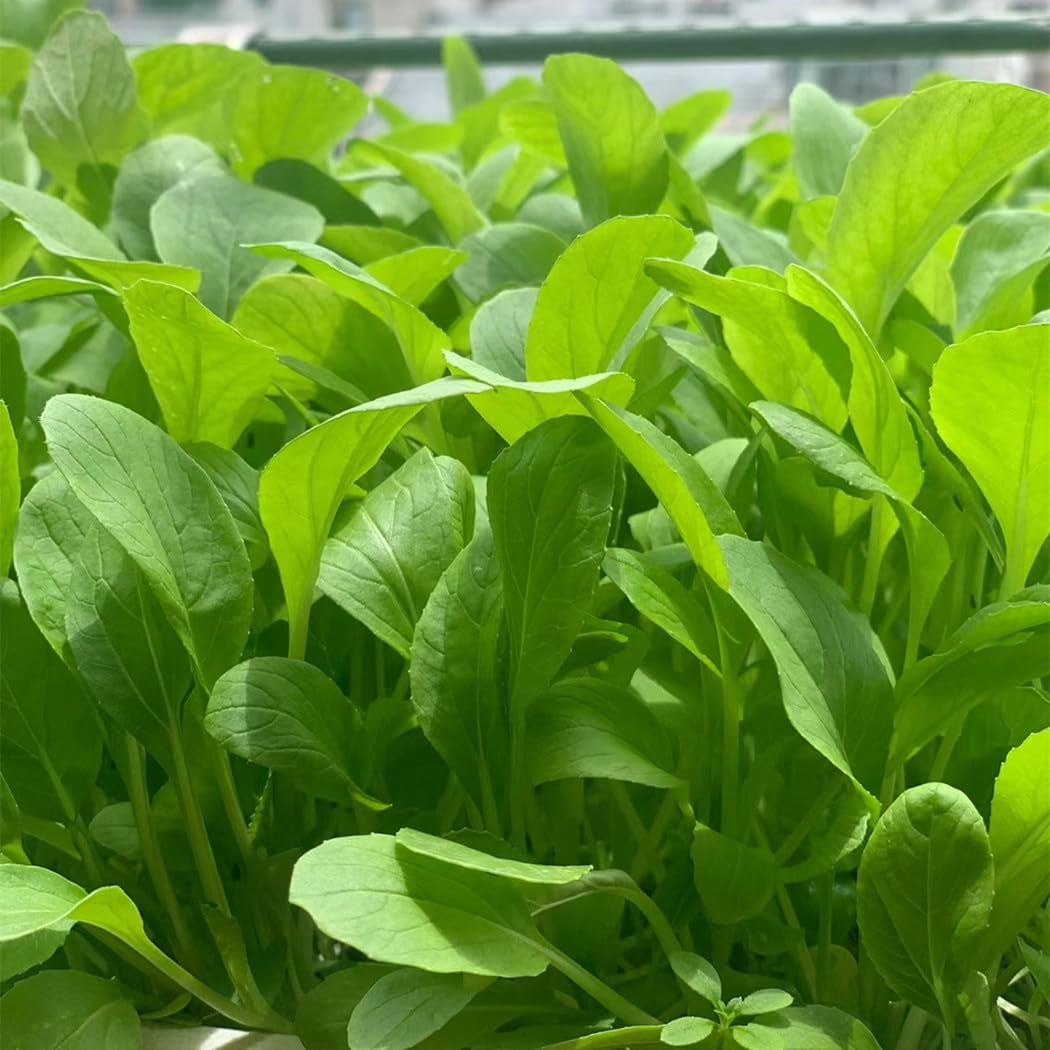 Pack of 2000 Brassica Rapa Chinensis Seeds, Pakchoi Seeds, Chinese ...