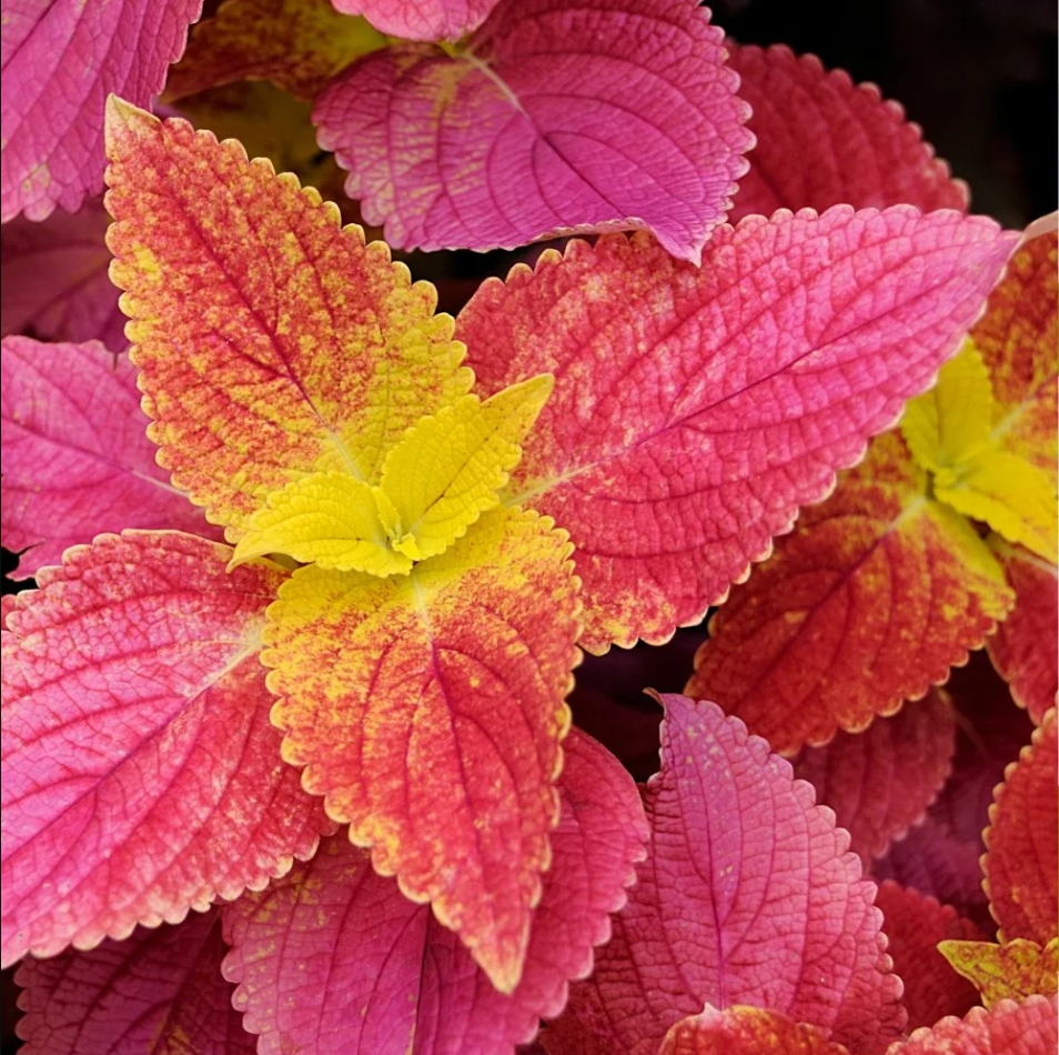 Pack of 3 Alabama Sunset Coleus Live Starter Plant for Planting, Rare ...