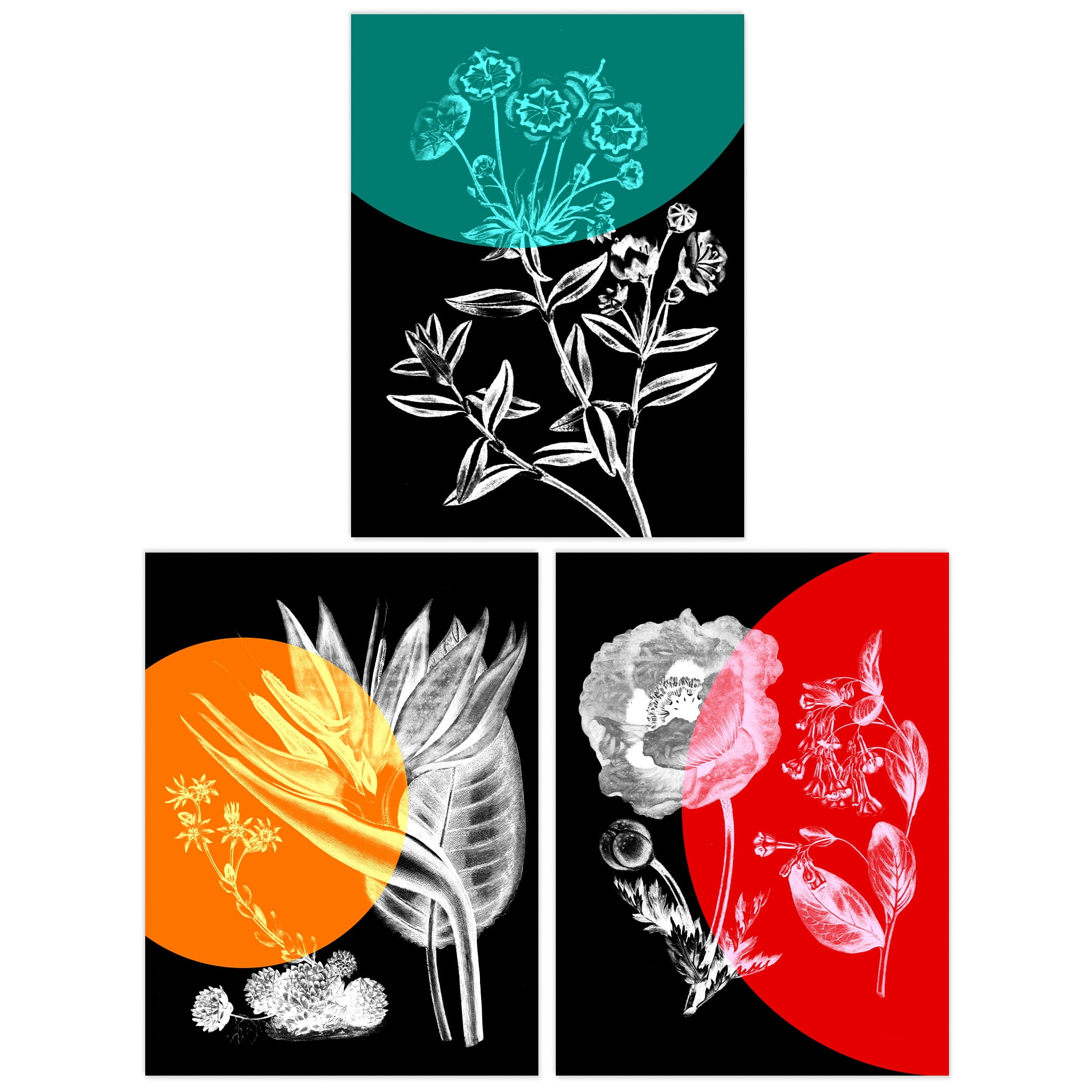 Pack of 3 Colour Pop on Floral Black and White Plants Flower Botanical ...