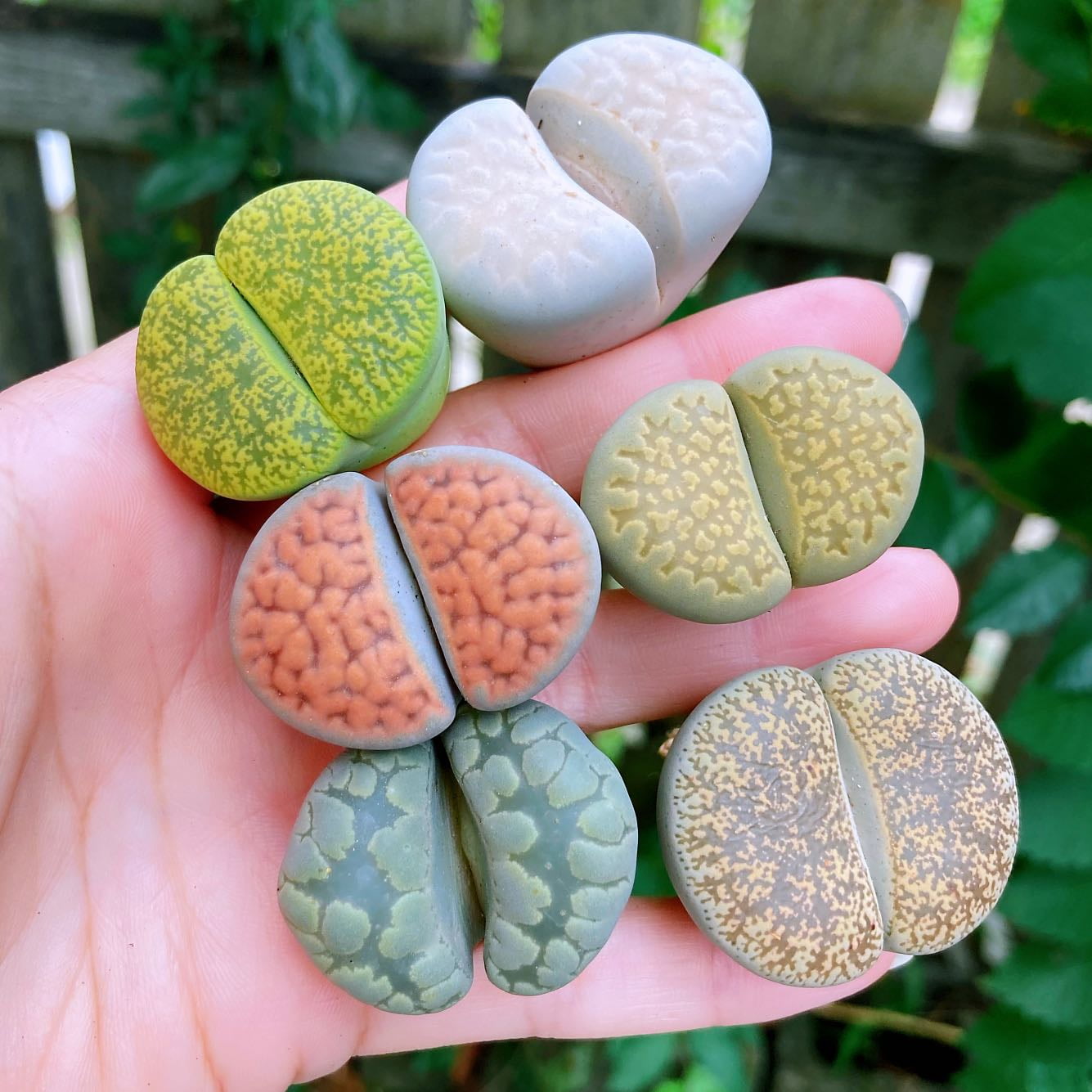 Pack of 3 Extra Large Lithops Living Stones (1-1.2") | Bareroot ...