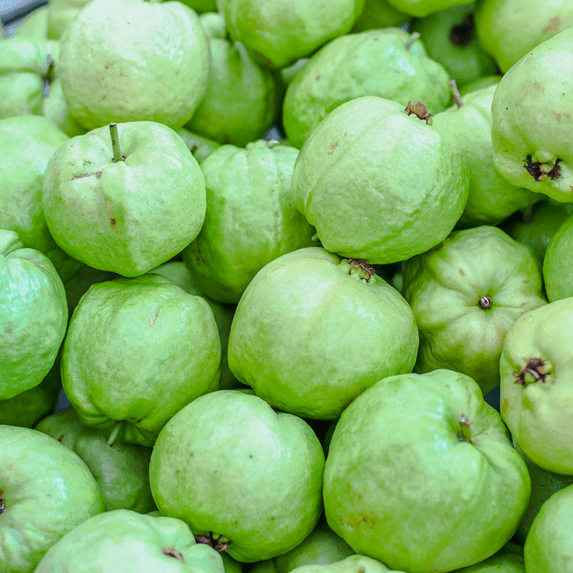 Pack of 3 White Guava Tree, Sweet White Guava Tropical Fruit Tree, Well ...