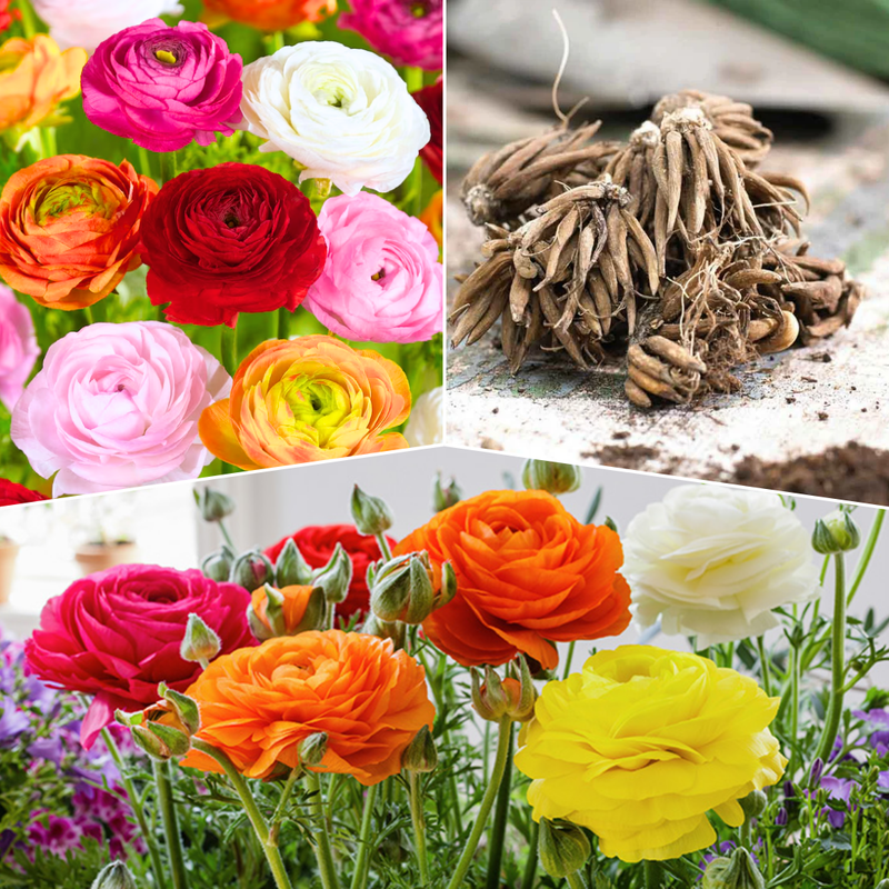 Pack of 30 Flowers Bulbs For Fall Planting, Vibrant Perennial Bulbs for ...