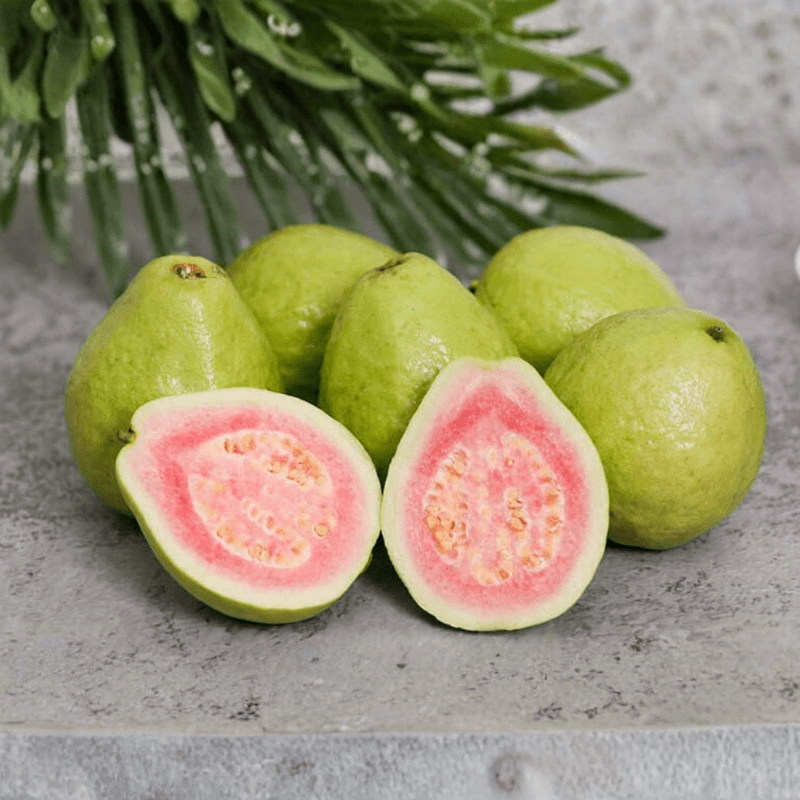 Pack of 4 Pink Guava Live Plant, Pink Guava Tree, Cold Hardy, 4 inch ...