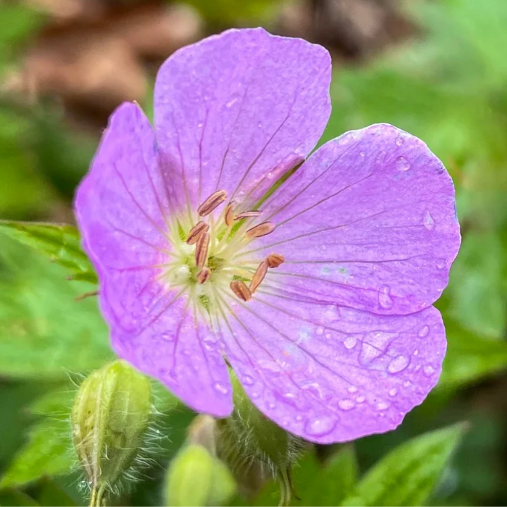 Pack of 5 Wild Geranium Roots, Wild Geranium Live Plant, Dormant Tree ...