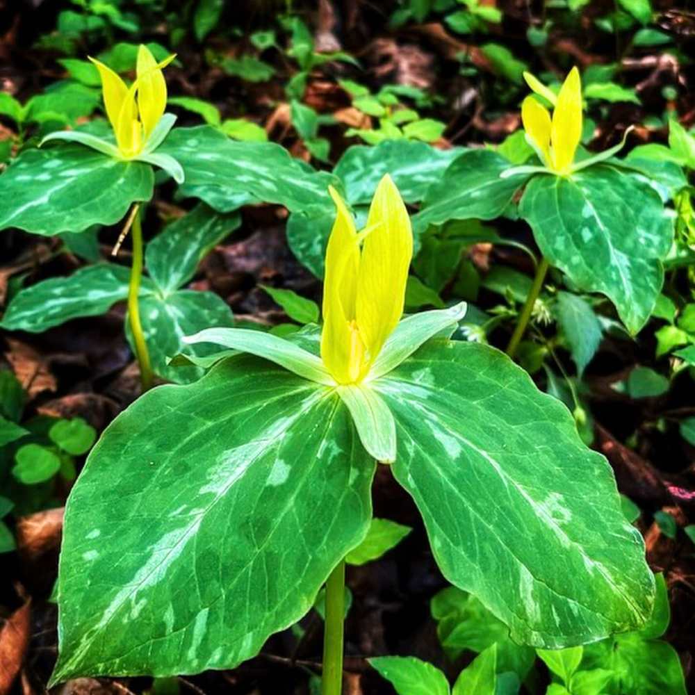 Pack of 5 Yellow Trillium Flower, Yellow Trillium Dormant Bulbs ...