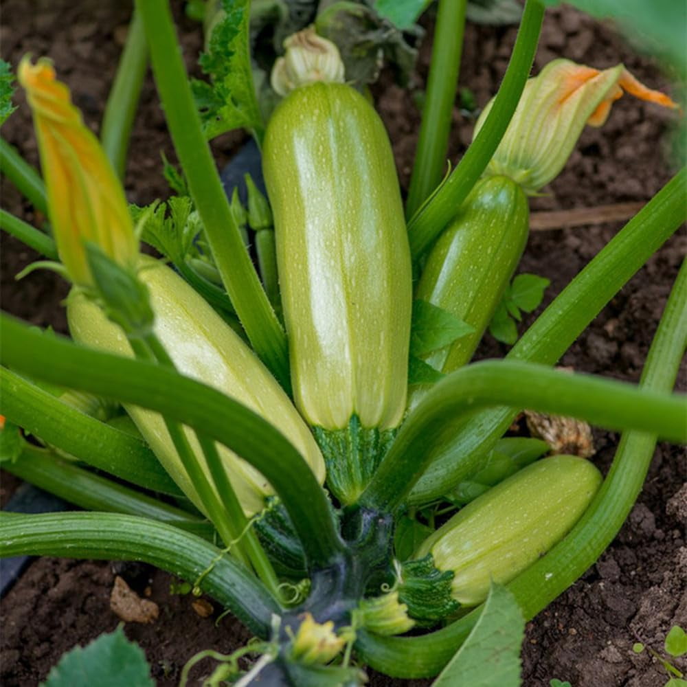 Pack of 50 Zucchini STF9 Summer Squash Seeds, Zucchini Seeds for ...